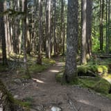 Ancient Groves Nature Trail, Washington - 829 Reviews, Map | AllTrails