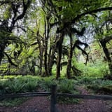 Hall of Mosses Trail, Washington - 5,884 Reviews, Map | AllTrails