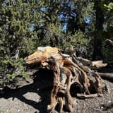 Mummy Spring Trail, Nevada - 547 Reviews, Map | AllTrails