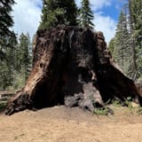 Chicago Stump Trail, California - 93 Reviews, Map | AllTrails