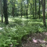 Spruce Hill via Hoosac Range Trail, Massachusetts - 616 Reviews, Map ...