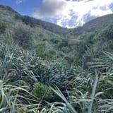 Mercer Bay Loop Track, Auckland, New Zealand - 634 Reviews, Map | AllTrails