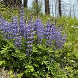 Natural Rock Arch Trail, Oregon - 219 Reviews, Map | AllTrails