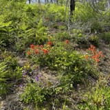 Natural Rock Arch Trail, Oregon - 219 Reviews, Map | AllTrails