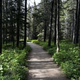 Swiftcurrent Nature Trail, Montana - 797 Reviews, Map | AllTrails