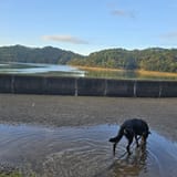 Cossey Massey Loop Track, Auckland, New Zealand - 889 Reviews, Map ...