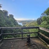 Cossey Massey Loop Track, Auckland, New Zealand - 889 Reviews, Map ...