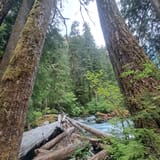 Duckabush River Trail to Five Mile Camp, Washington - 882 Reviews, Map ...
