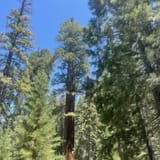 Big Trees Trail, California - 1,695 Reviews, Map | AllTrails