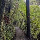 Cossey Massey Loop Track, Auckland, New Zealand - 889 Reviews, Map ...