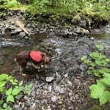 Mount Muller Trail, Washington - 190 Reviews, Map | AllTrails