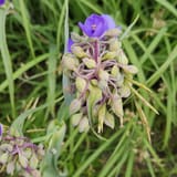 Gander Mountain Loop Trail, Illinois - 514 Reviews, Map | AllTrails