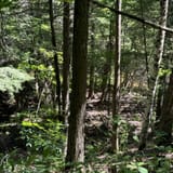 Midhurst Trail , Ontario, Canada - 1,544 Reviews, Map | AllTrails