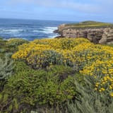 Point Buchon Trail, California - 608 Reviews, Map | AllTrails