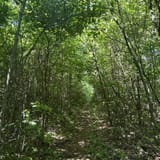 Buck Ridge Trail, Pennsylvania - 144 Reviews, Map | AllTrails