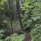 Tryon Creek Triple Bridge Loop, Oregon - 1,592 Reviews, Map | AllTrails