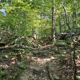 Kings Chair Loop, Alabama - 2,254 Reviews, Map | AllTrails