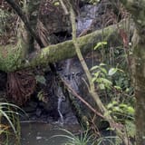Puhinui Stream Forest Trail, Auckland, New Zealand - 551 Reviews, Map ...