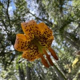 Cascade Lake Trail, Washington - 783 Reviews, Map | AllTrails