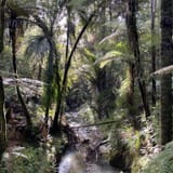 Puhinui Stream Forest Trail, Auckland, New Zealand - 551 Reviews, Map ...