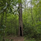 The Boogerman Trail [CLOSED], North Carolina - 530 Reviews, Map | AllTrails