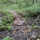 The Boogerman Trail [CLOSED], North Carolina - 530 Reviews, Map | AllTrails