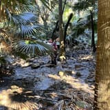 Palm Jungle Loop Track, New South Wales, Australia - 339 Reviews, Map ...