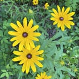 Hard Times Loop, North Carolina - 1,640 Reviews, Map | AllTrails