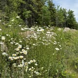 Ocean Path Trail, Maine - 3,554 Reviews, Map | AllTrails