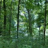 Martell Forest Loop, Indiana - 574 Reviews, Map | AllTrails