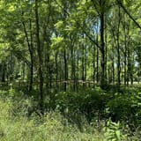 Martell Forest Loop, Indiana - 574 Reviews, Map | AllTrails