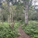 Epping Forest Main Path and Green Ride Circular, Essex, England - 1,242 ...