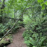Tradition Lake Loop Trail, Washington - 1,641 Reviews, Map | AllTrails