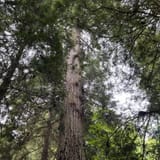 Tradition Lake Loop Trail, Washington - 1,643 Reviews, Map | AllTrails