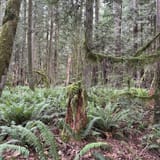 Tradition Lake Loop Trail, Washington - 1,643 Reviews, Map | AllTrails