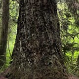 Tradition Lake Loop Trail, Washington - 1,643 Reviews, Map | AllTrails
