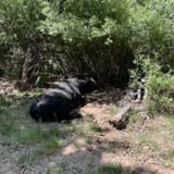 Ellison Creek Cascades, Arizona - 565 Reviews, Map | AllTrails