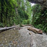 Fern Canyon Loop, California - 3,411 Reviews, Map | AllTrails