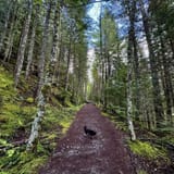 Ira Spring Memorial Trail, Washington - 2,260 Reviews, Map | AllTrails