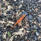 Bull Wheel to High Peter's Kill Trail, New York - 1,174 Reviews, Map ...