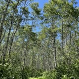 Chickadee Trail, Manitoba, Canada - 1,069 Reviews, Map | AllTrails