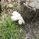 King Benson Preserve Trail, Rhode Island - 597 Reviews, Map | AllTrails