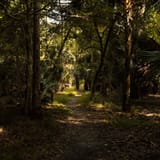 Bulow Woods Hiking Trail, Florida - 227 Reviews, Map | AllTrails