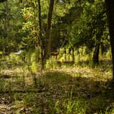 Bulow Woods Hiking Trail, Florida - 227 Reviews, Map | AllTrails