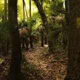 Bulow Woods Hiking Trail, Florida - 227 Reviews, Map | AllTrails