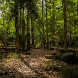 Bulow Woods Hiking Trail, Florida - 227 Reviews, Map | AllTrails