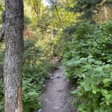 Neff's Canyon Loop, Utah - 2,990 Reviews, Map | AllTrails