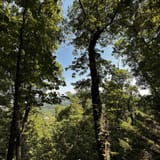 George W. Disney Trail, Georgia - 587 Reviews, Map | AllTrails