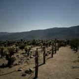 Cholla Cactus Garden, California - 2,456 Reviews, Map | AllTrails