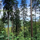 Alpsee Loop, Bavaria, Germany - 290 Reviews, Map | AllTrails